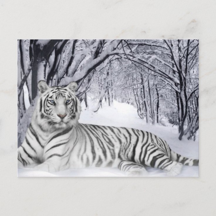 White TIger Postcard | Zazzle
