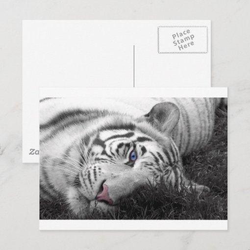 White tiger postcard | Zazzle