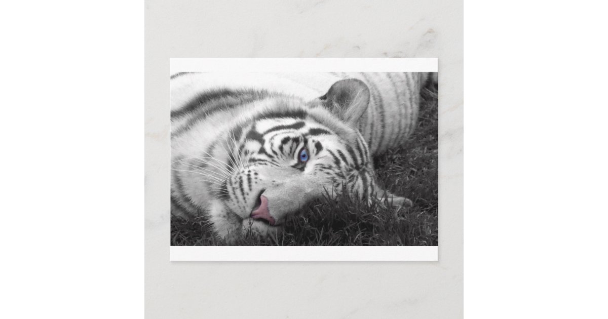 White tiger postcard | Zazzle