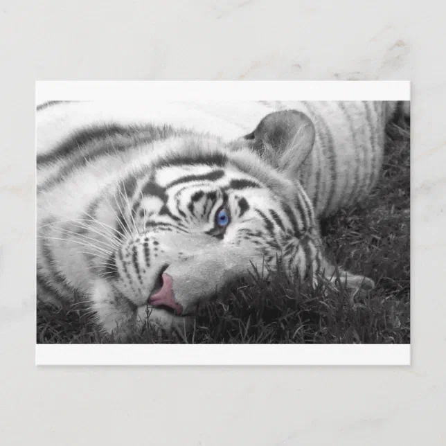 White tiger postcard | Zazzle
