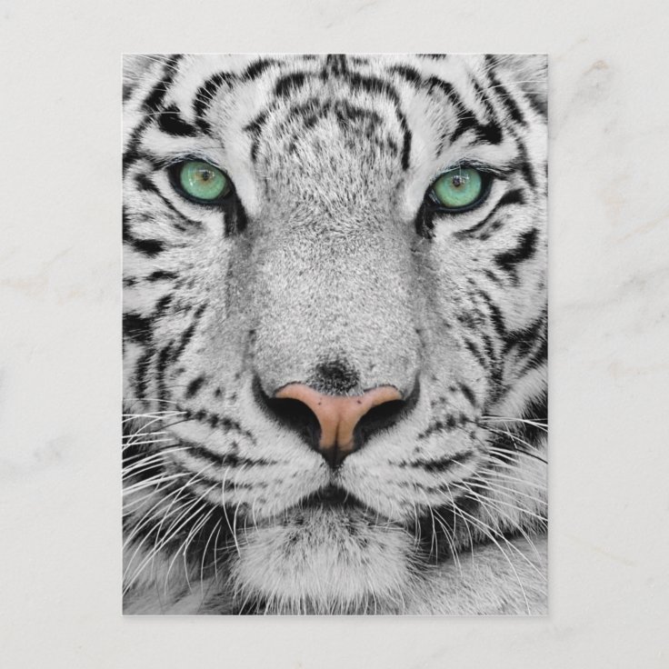 White Tiger Postcard | Zazzle