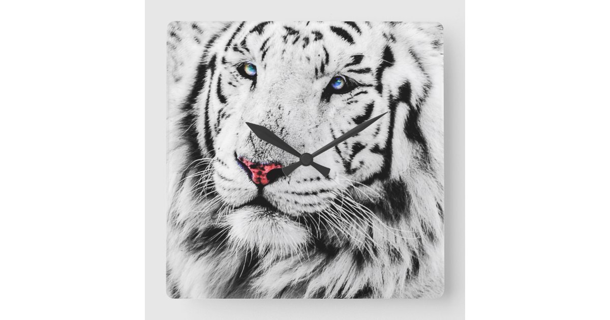 White Tiger Square Wall Clock | Zazzle