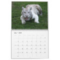 White Tigers Calendar, White Tigers Calendar | Zazzle