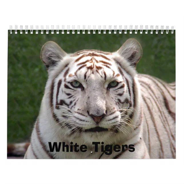 White Tigers Calendar, White Tigers Calendar | Zazzle