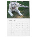 White Tigers Calendar, White Tigers Calendar | Zazzle