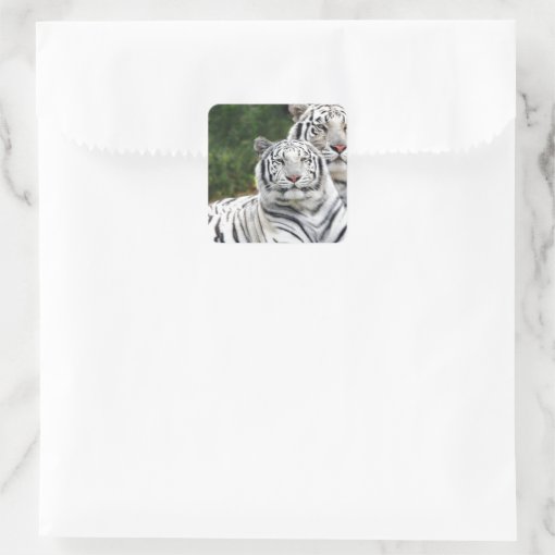 White Tigers Square Sticker | Zazzle