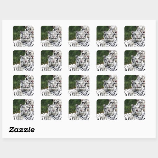 White Tigers Square Sticker | Zazzle