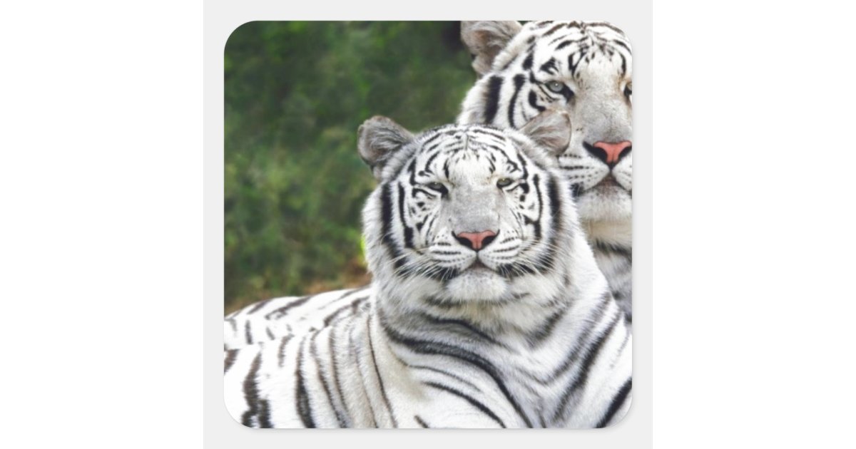 White Tigers Square Sticker | Zazzle