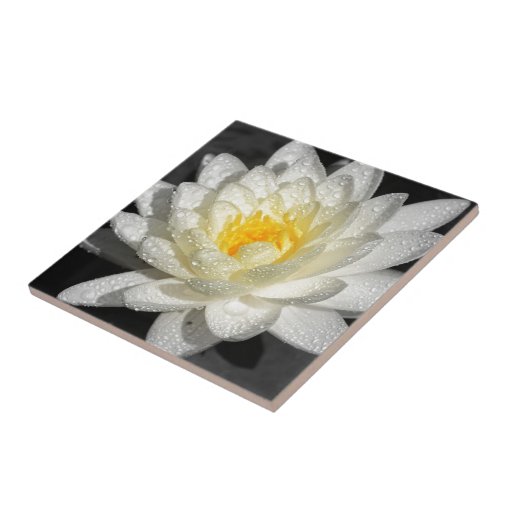 White Water Lily Photograph Tile | Zazzle