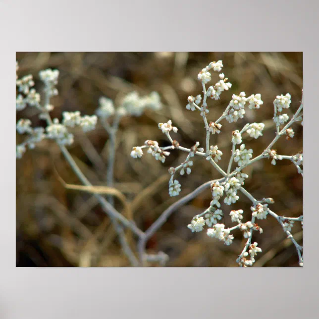 White Weed Poster | Zazzle