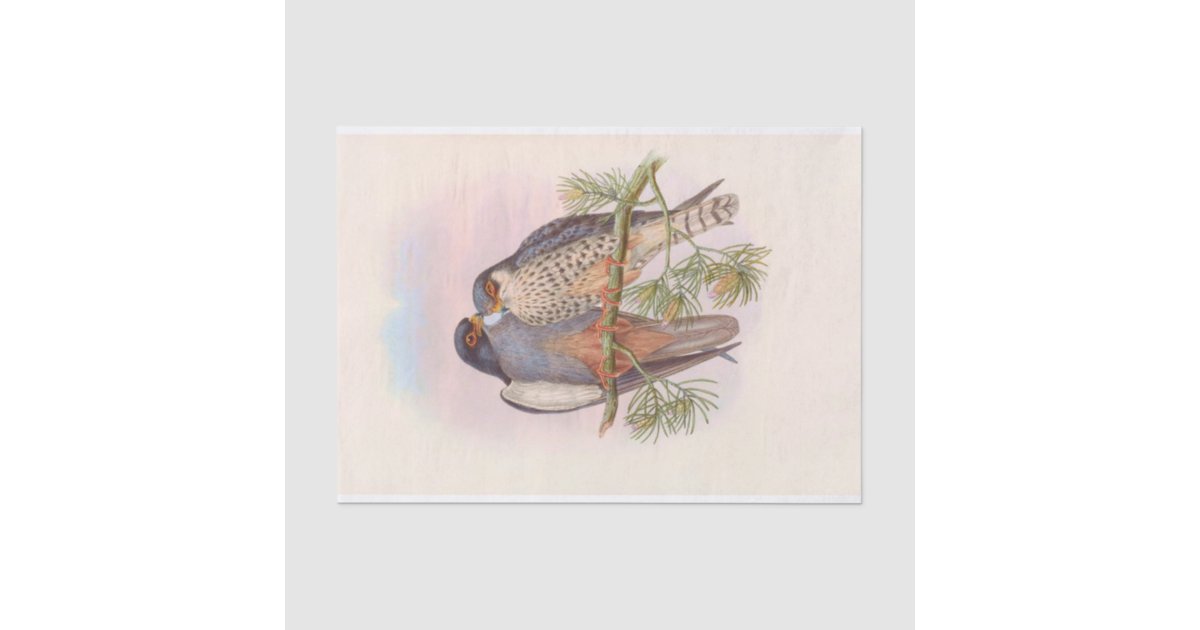 White-winged Red-footed Kestrel, Decoupage Tissue Paper | Zazzle