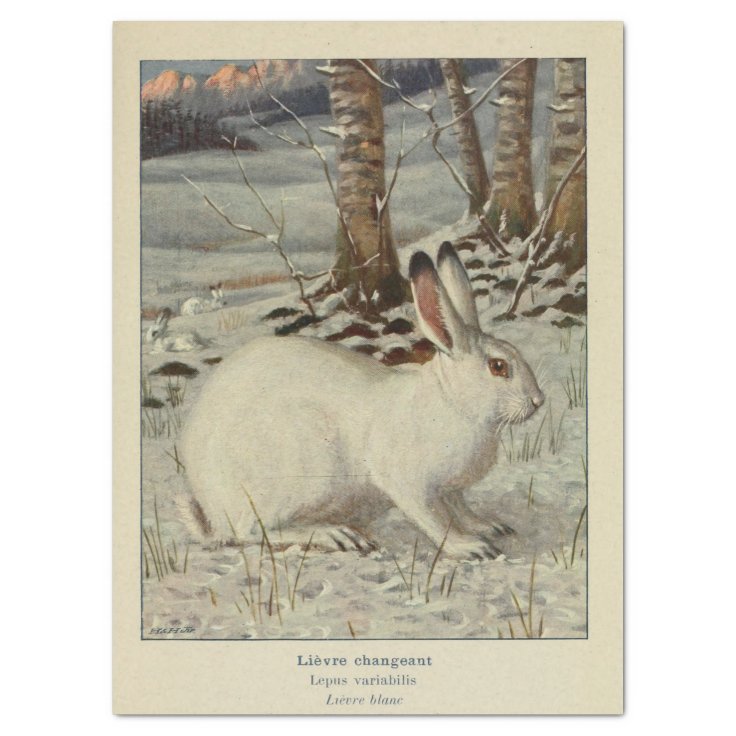 White Winter Rabbit Ephemera Decoupage Tissue Paper | Zazzle
