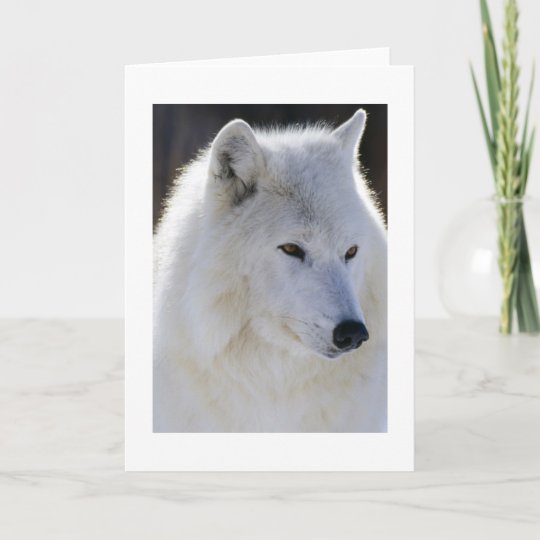 White Wolf Card | Zazzle.com
