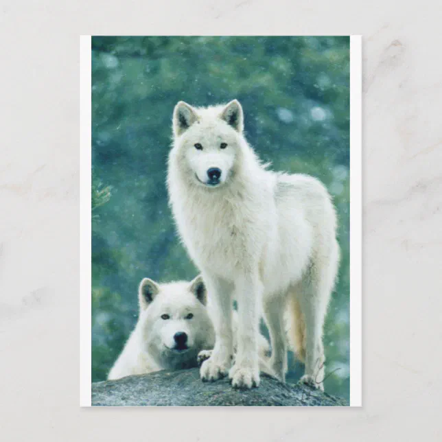 WHITE WOLF POSTCARD | Zazzle