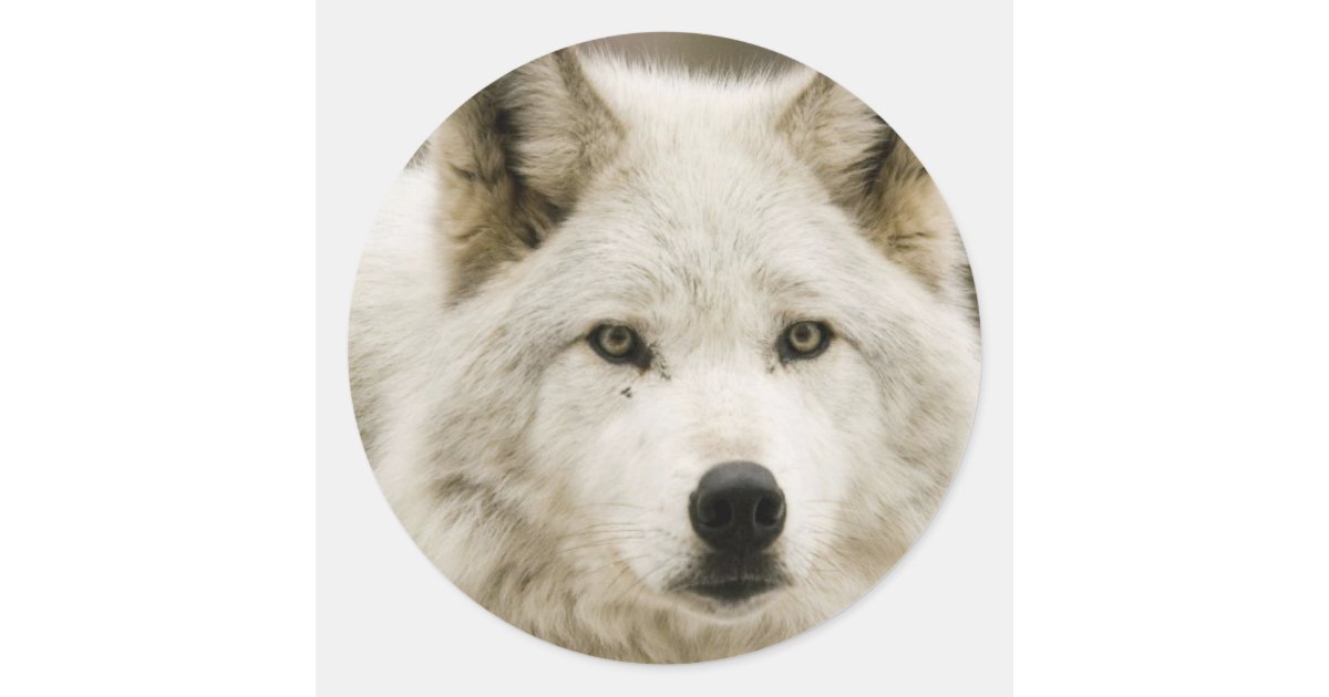 White Wolf round sticker | Zazzle