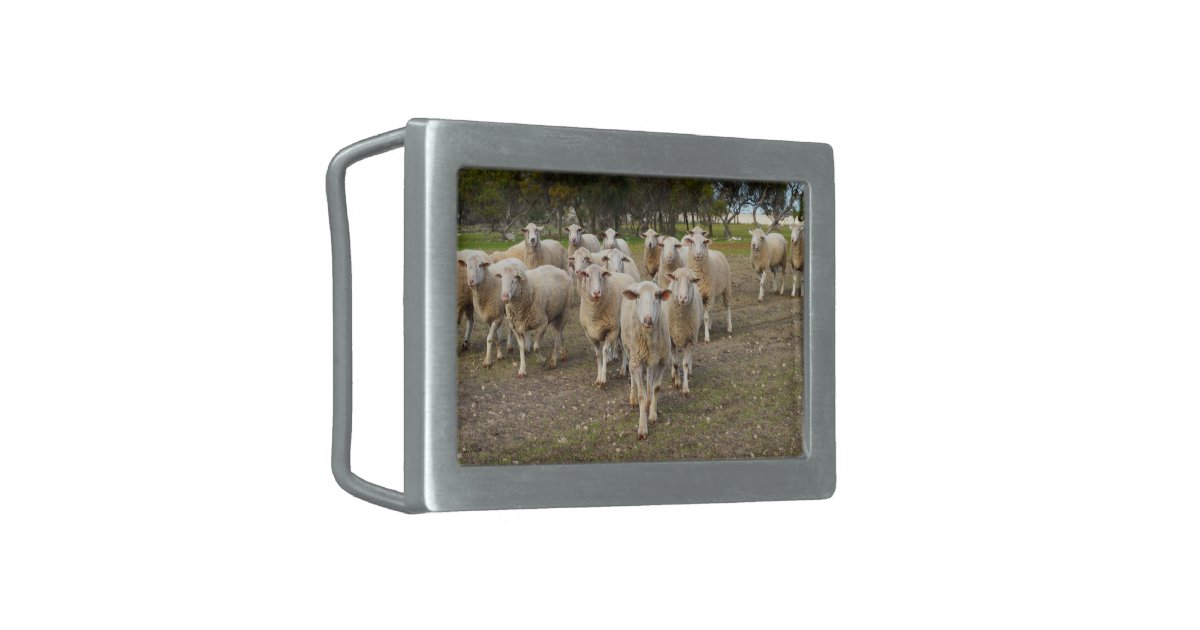 White Woolly Sheep Herd, Belt Buckle | Zazzle