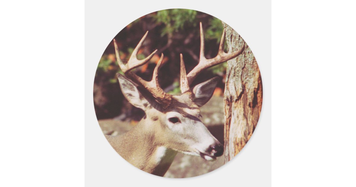 Whitetail Deer (Buck) Sticker | Zazzle