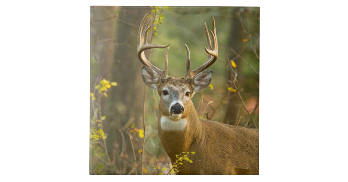 Whitetail Deer Buck | Whitefish, Montana Ceramic Tile | Zazzle