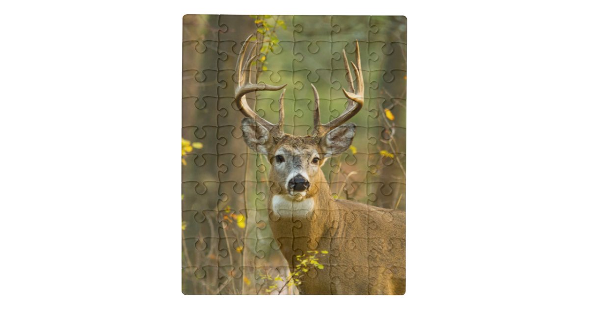 Whitetail Deer Buck | Whitefish, Montana Jigsaw Puzzle | Zazzle
