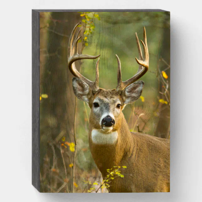 Whitetail Deer Buck | Whitefish, Montana Wooden Box Sign | Zazzle
