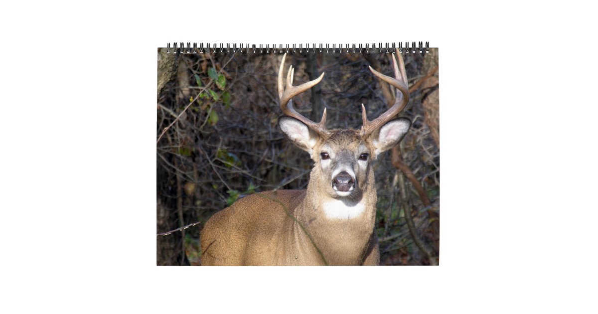 Whitetail Deer Bucks Calendar | Zazzle