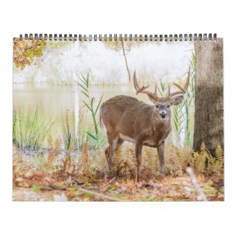 Whitetail Deer Bucks Calendar | Zazzle