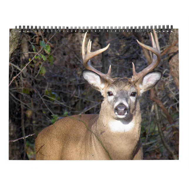 Whitetail Deer Bucks Calendar | Zazzle