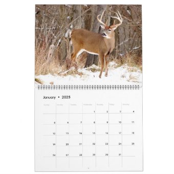 Whitetail Deer Bucks Calendar | Zazzle