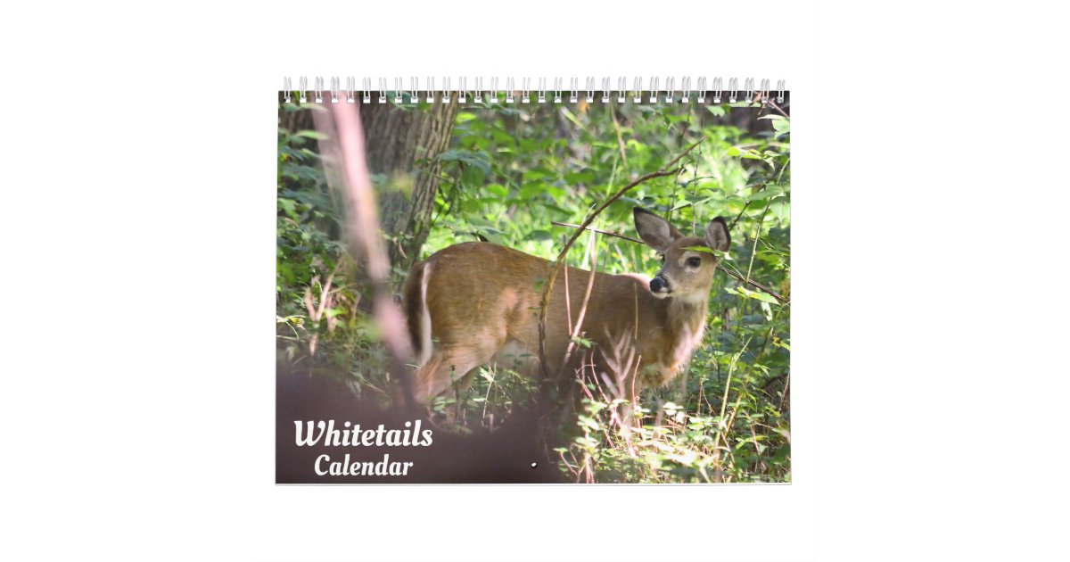 Whitetail Deer Calendar | Zazzle