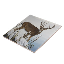 Whitetail deer ceramic tile | Zazzle