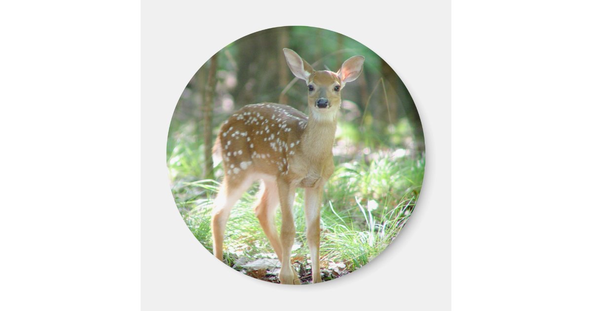 Whitetail Deer Fawn Magnet | Zazzle