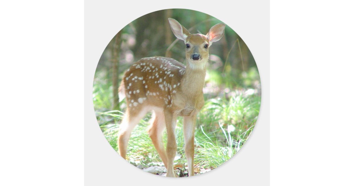 Whitetail Deer Fawn Sticker | Zazzle