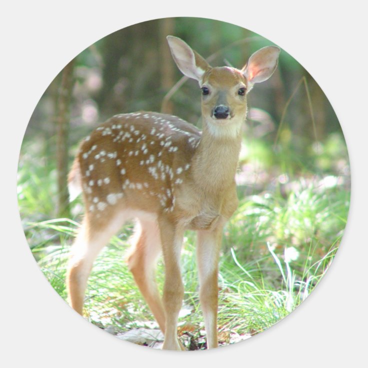 Whitetail Deer Fawn Sticker | Zazzle