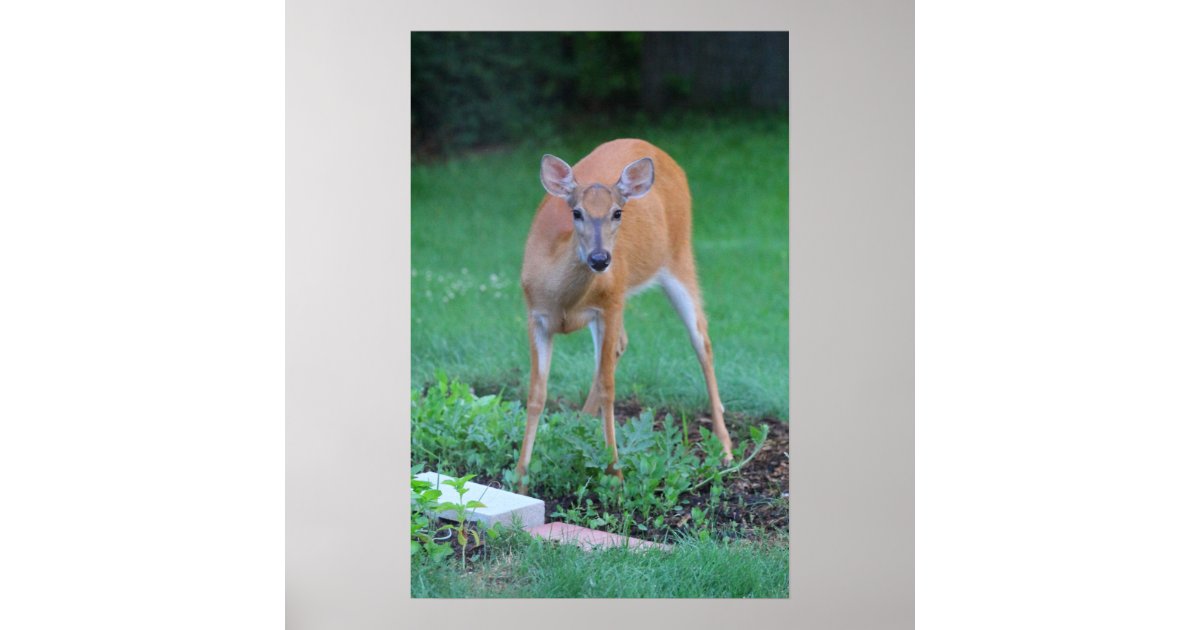 Whitetail deer, Ohio Poster | Zazzle