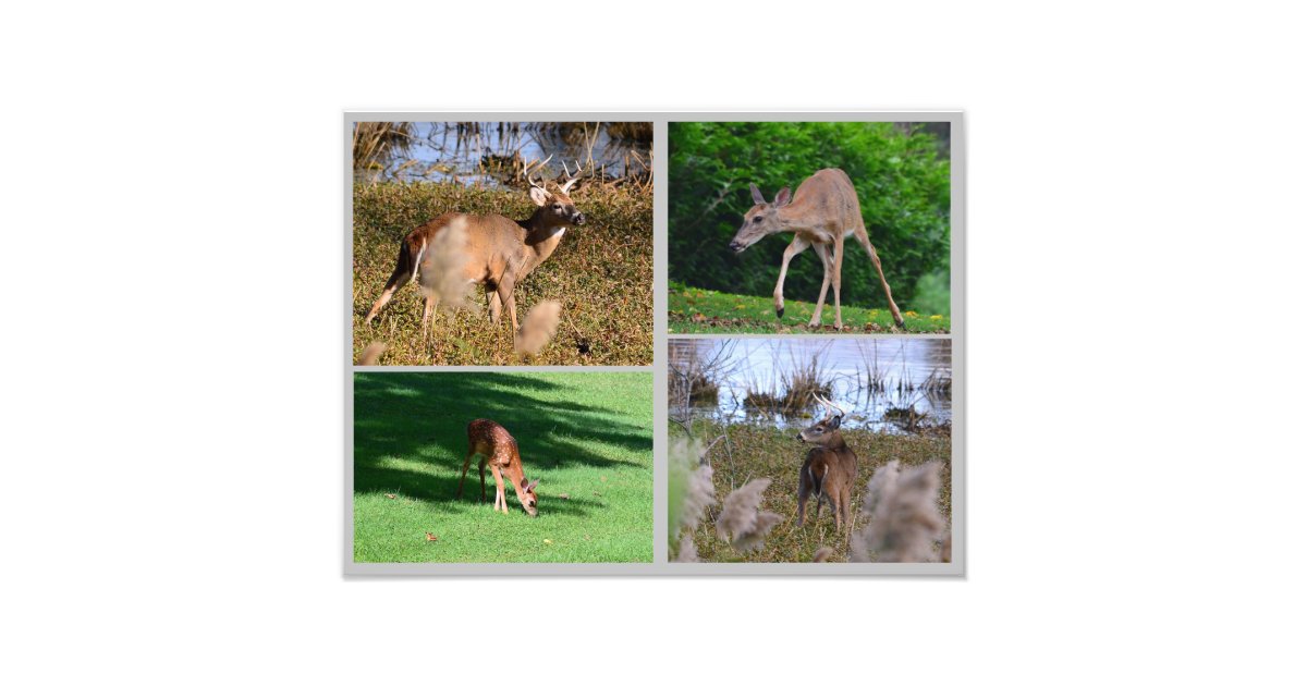 Whitetail Deer Photo Collage | Zazzle