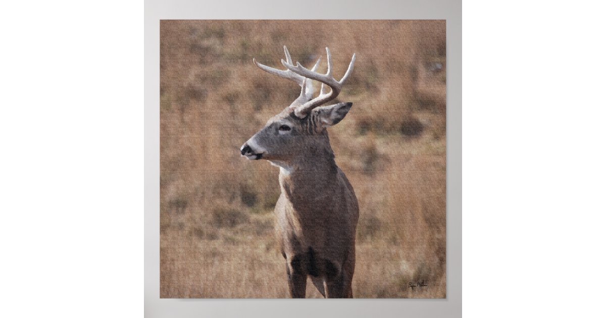 Whitetail Deer Poster | Zazzle