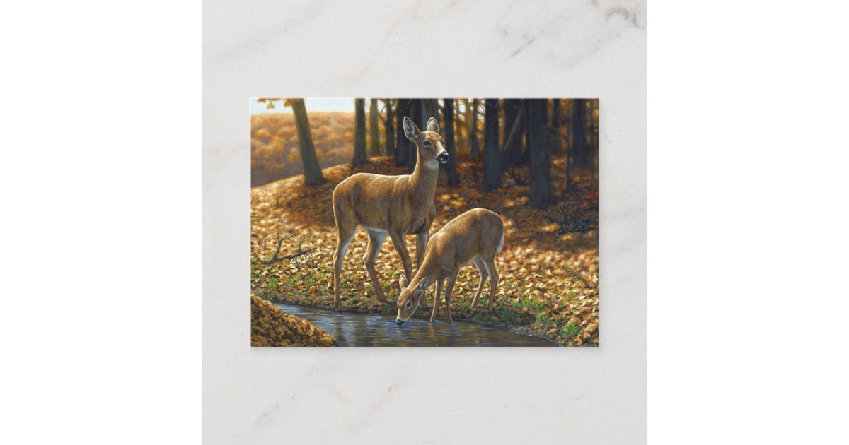 Whitetail Doe and Fawn Drinking from a Stream Business Card | Zazzle