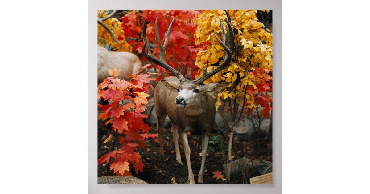Whitetail In Autumn Poster | Zazzle