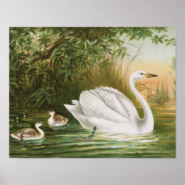 "Whooper Swan" Vintage Bird Illustration Poster | Zazzle