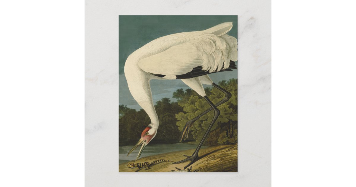 Whooping Crane Audubon Bird Painting Postcard | Zazzle