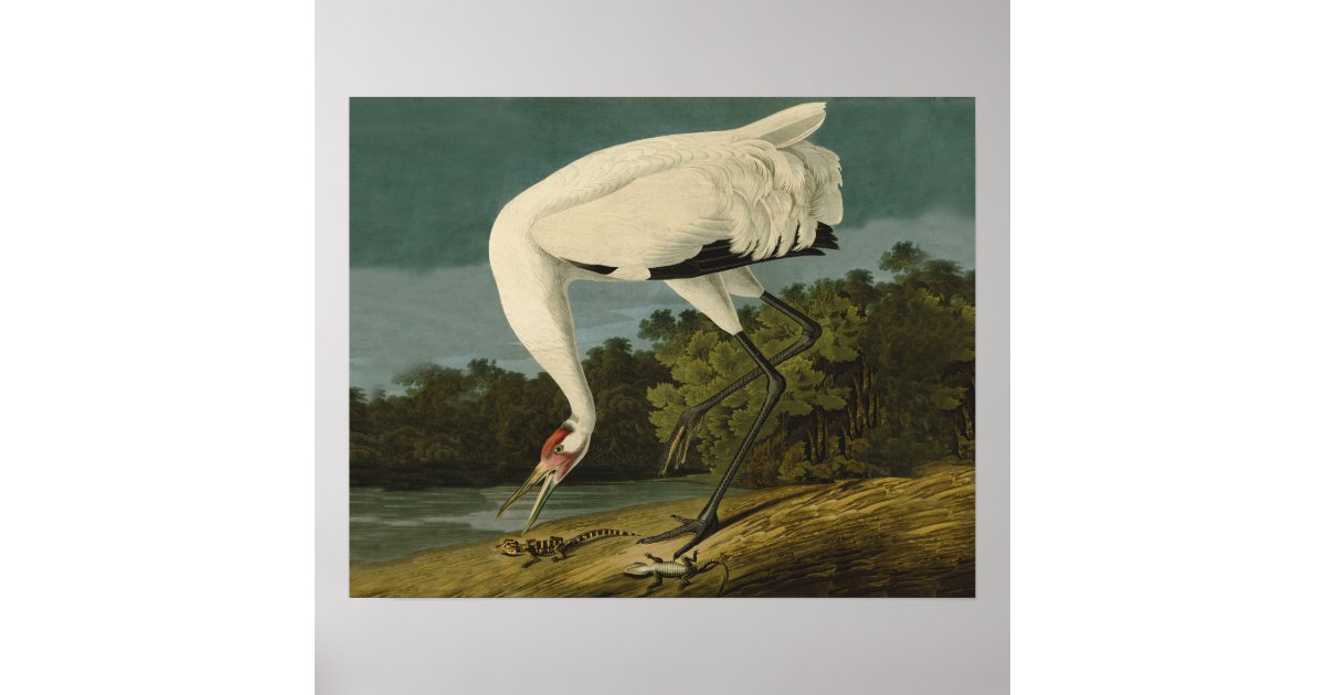 Whooping Crane Audubon Bird Painting Poster | Zazzle