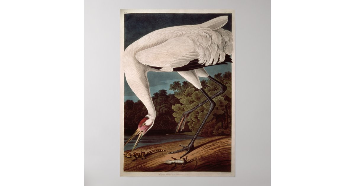 Whooping Crane, from 'Birds of America' Poster | Zazzle