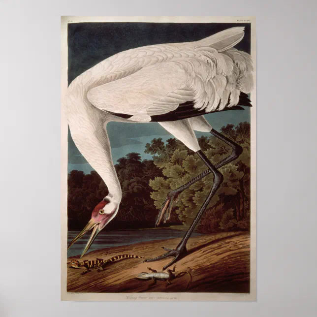 Whooping Crane, from 'Birds of America' Poster | Zazzle