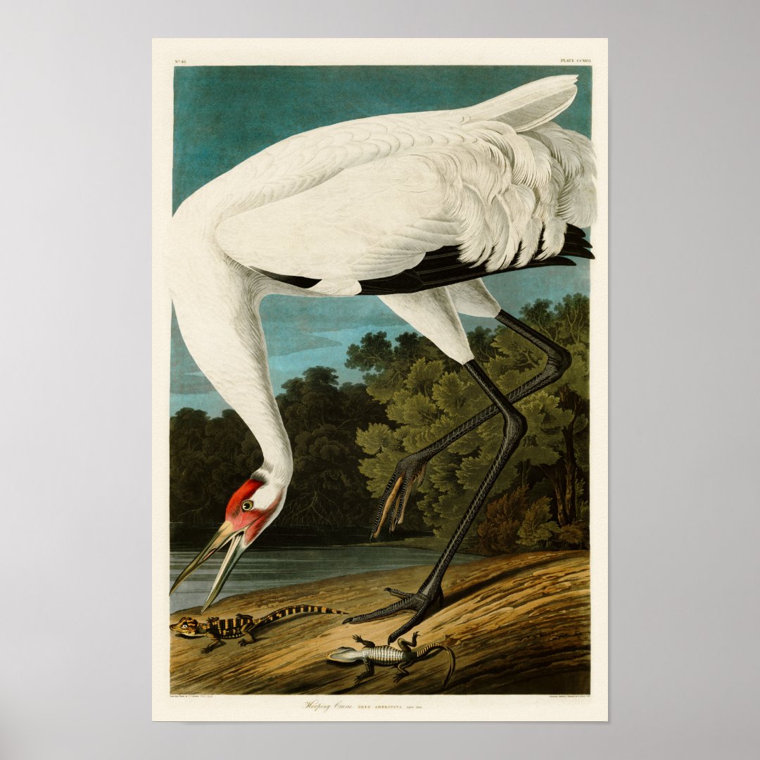 Whooping Crane John James Audubon Birds of America Poster | Zazzle