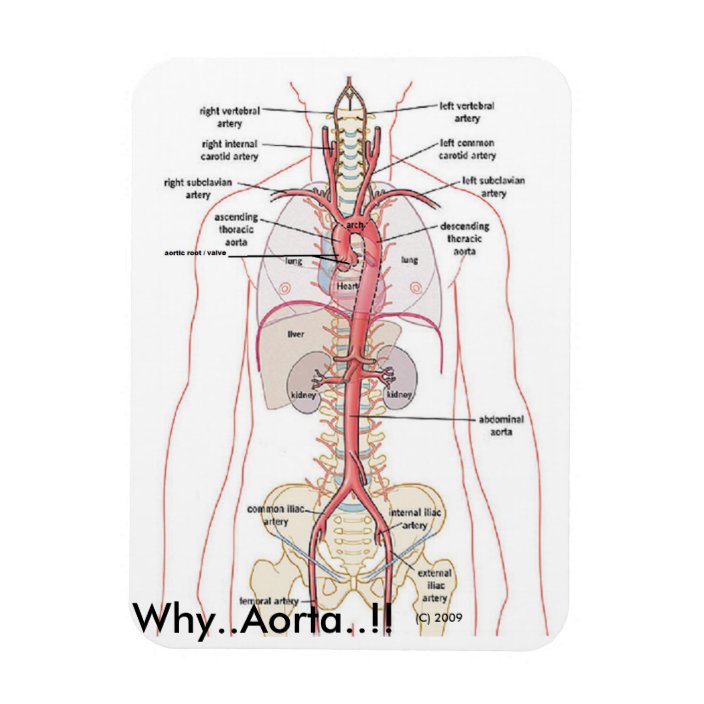 WHY..Aorta..!! Aortic Anatomy Magnet | Zazzle.com