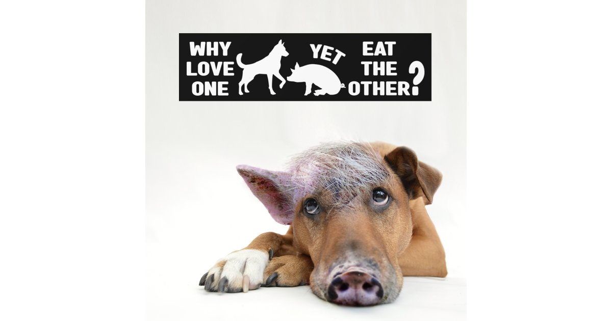 Why love one yet eat the other?, Vegan Bumper Sticker | Zazzle