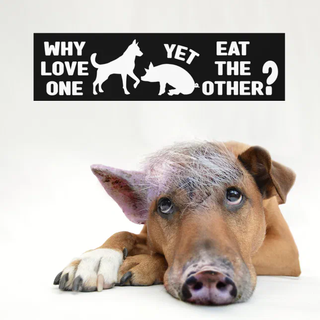 Why love one yet eat the other?, Vegan Bumper Sticker | Zazzle