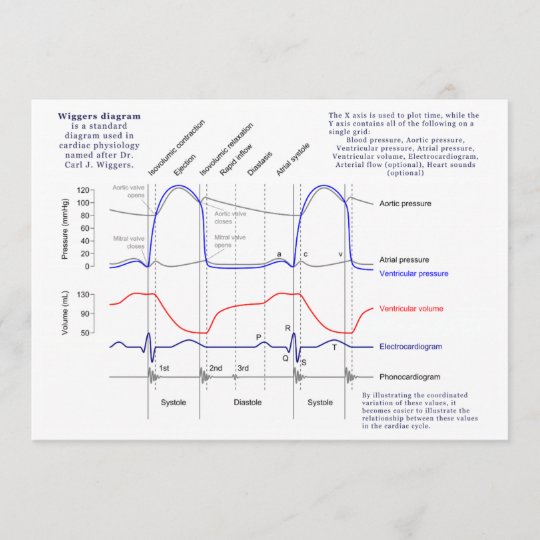 Wiggers Diagram | Zazzle.com
