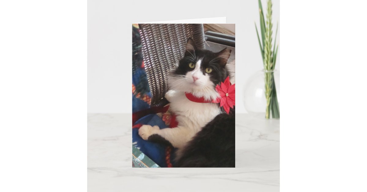 Wilbur's holiday greeting card | Zazzle