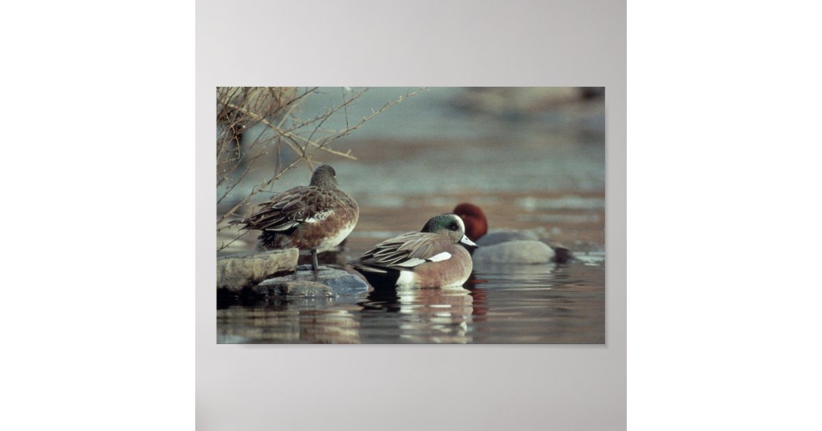 wild american wigeon duck poster | Zazzle